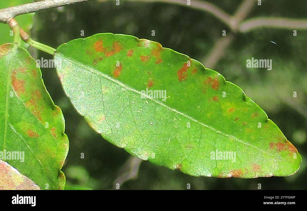 tamboti (Spirostachys africana Stock Photo - Alamy