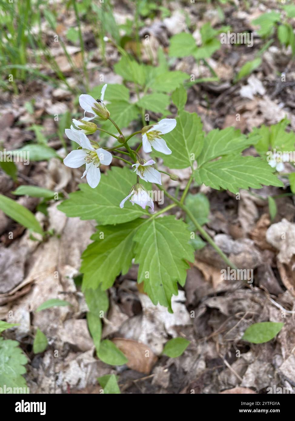 Two-leaved Toothwort (Cardamine diphylla Stock Photo - Alamy
