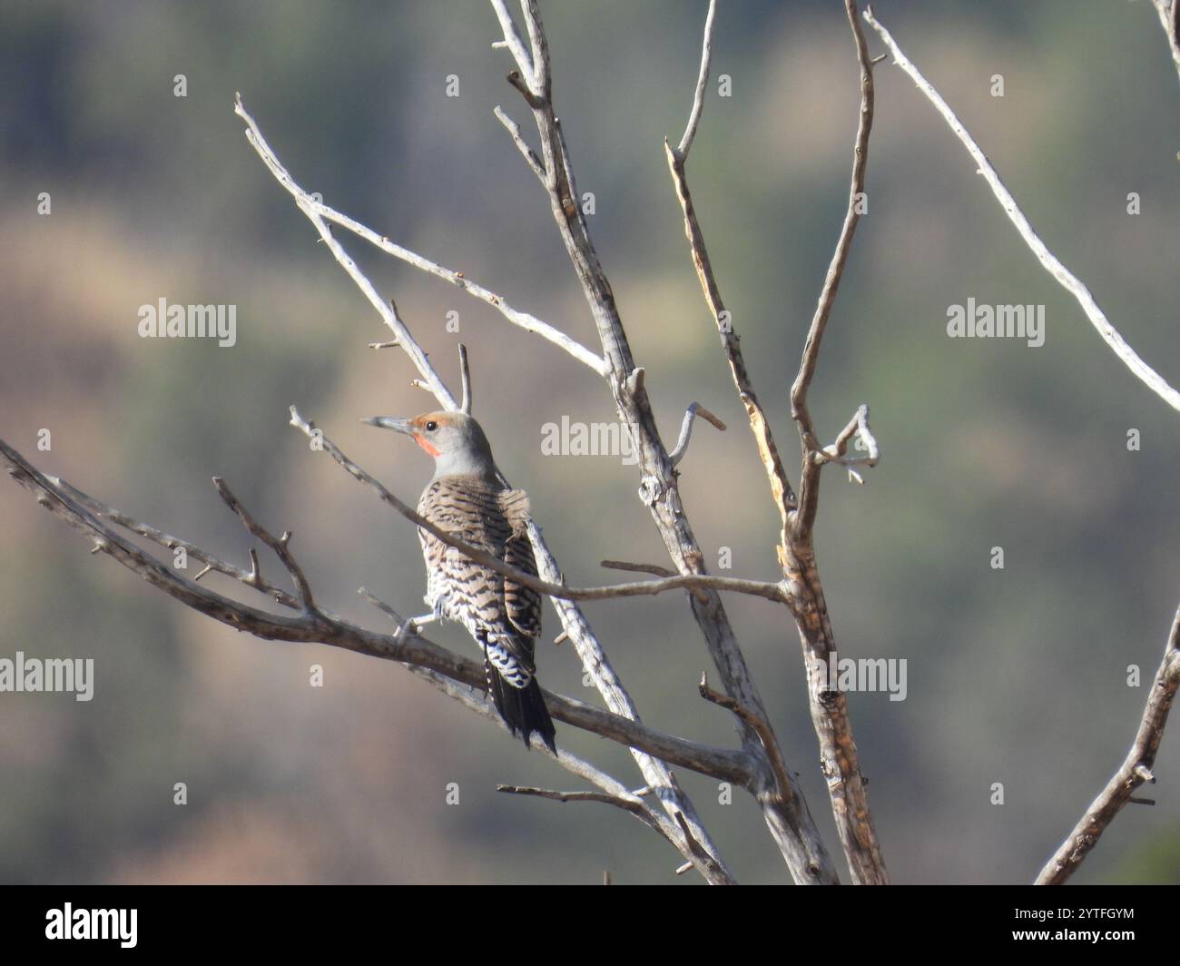 Northern Flicker (Colaptes auratus Stock Photo - Alamy