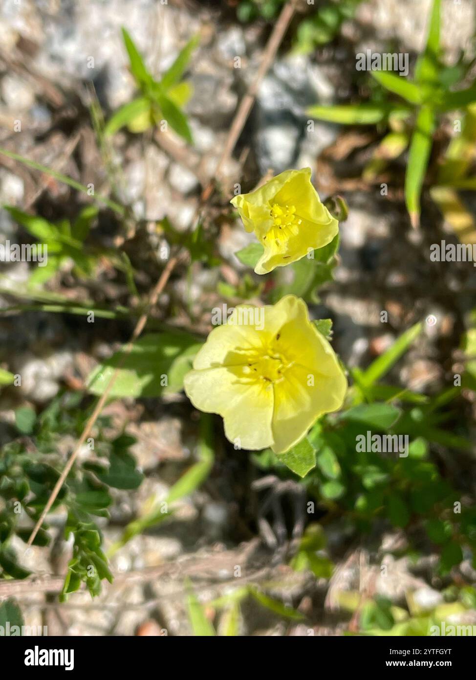 cutleaf evening primrose (Oenothera laciniata Stock Photo - Alamy