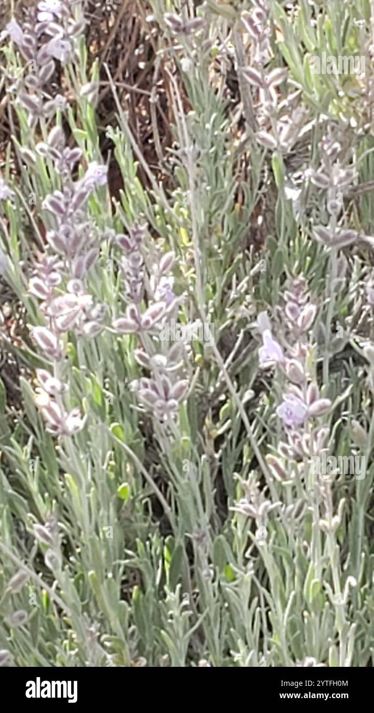 Frosted Mint (Poliomintha incana Stock Photo - Alamy