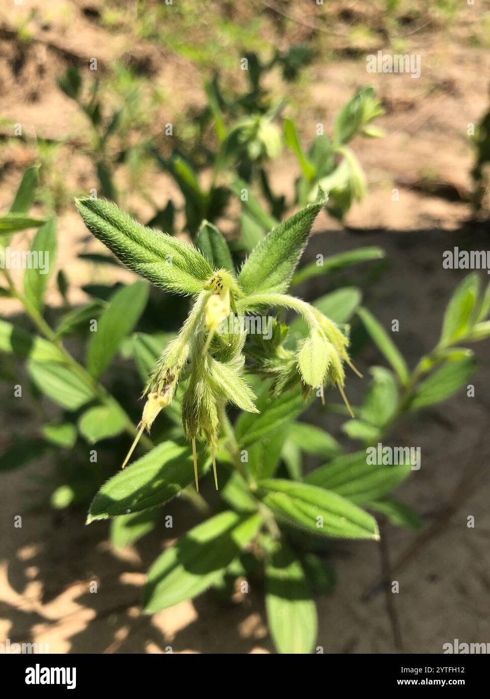 Marbleseed hi-res stock photography and images - Alamy
