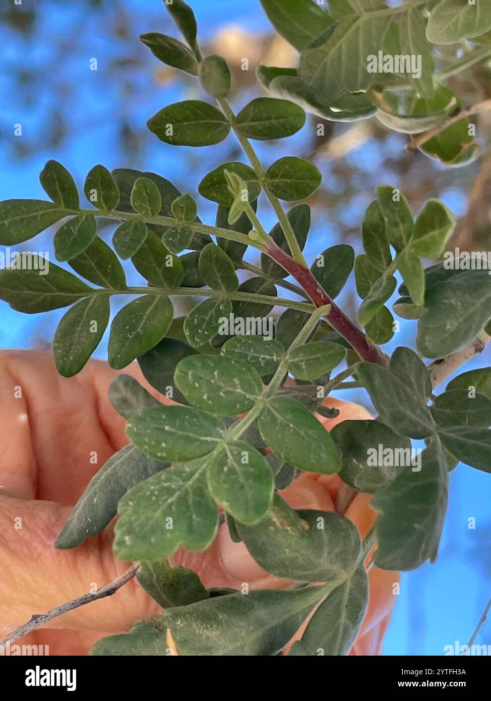 Baja Elephant Tree (Pachycormus discolor Stock Photo - Alamy