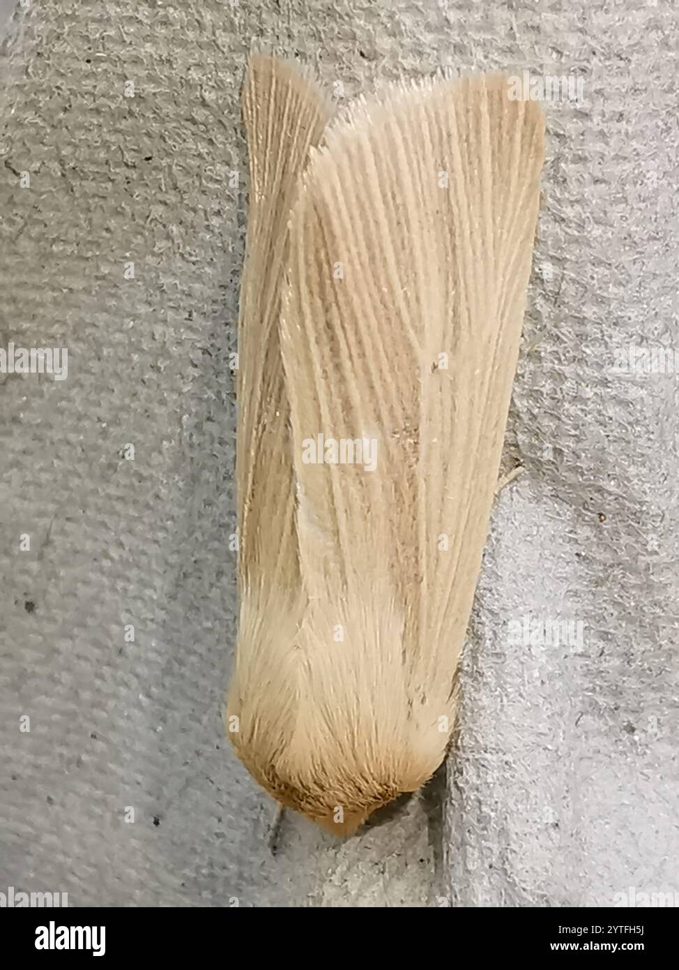 Common Wainscot (Mythimna pallens Stock Photo - Alamy