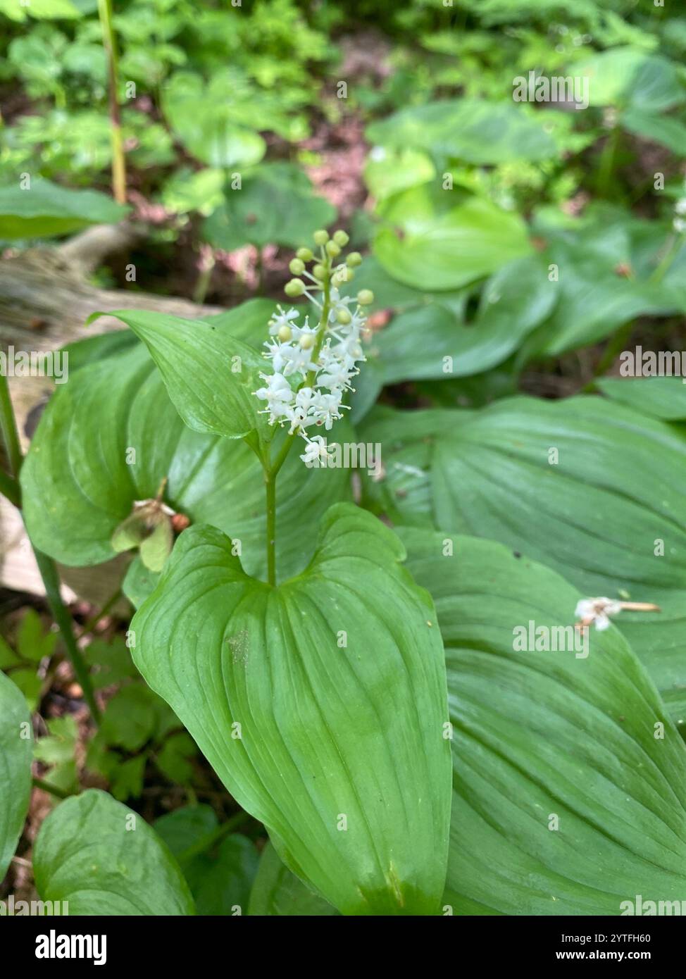 Western Lily of the Valley (Maianthemum dilatatum Stock Photo - Alamy