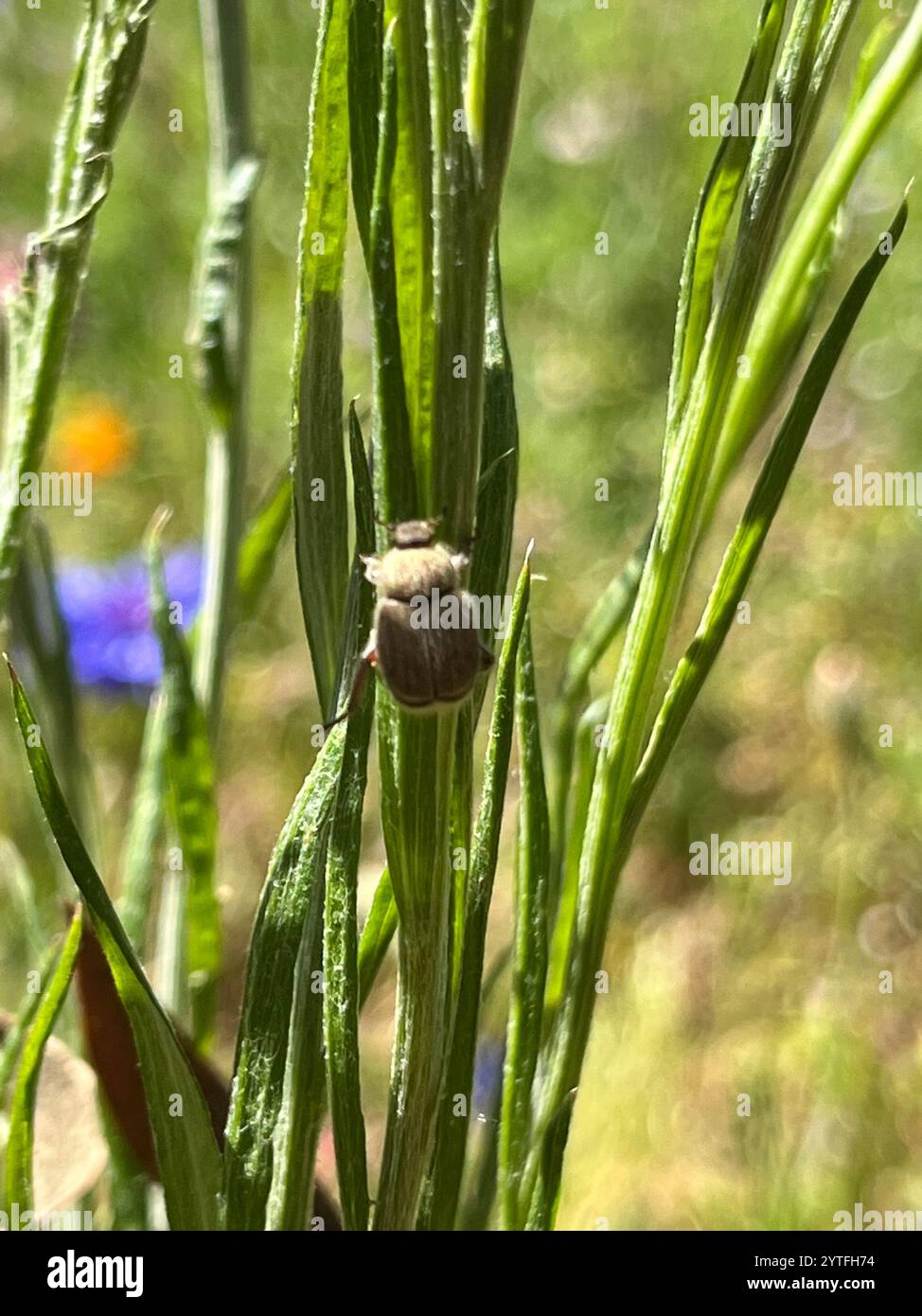 Callipyge hi-res stock photography and images - Alamy