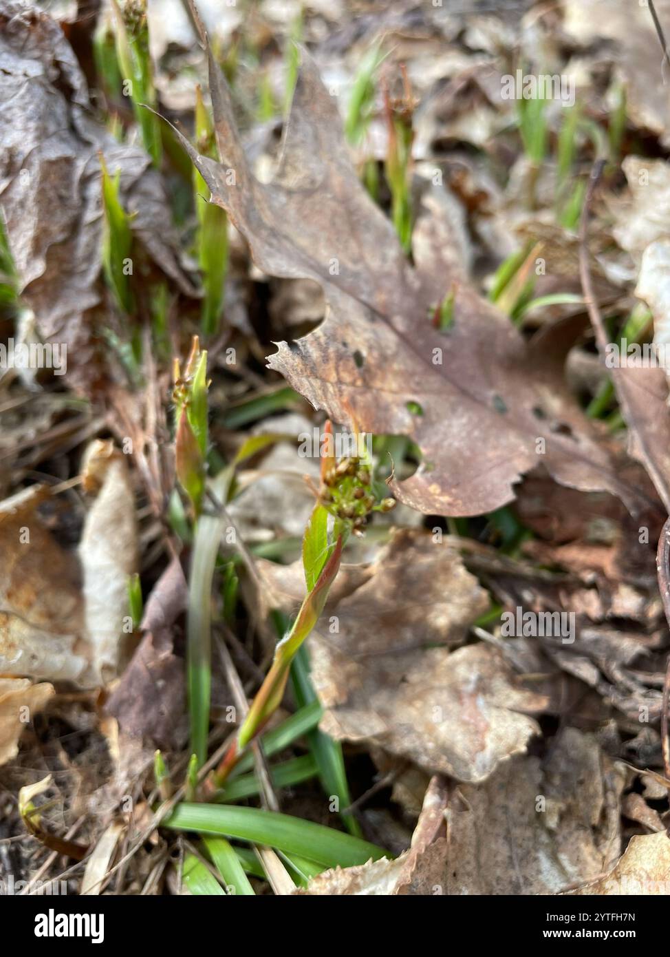 hairy woodrush (Luzula acuminata Stock Photo - Alamy