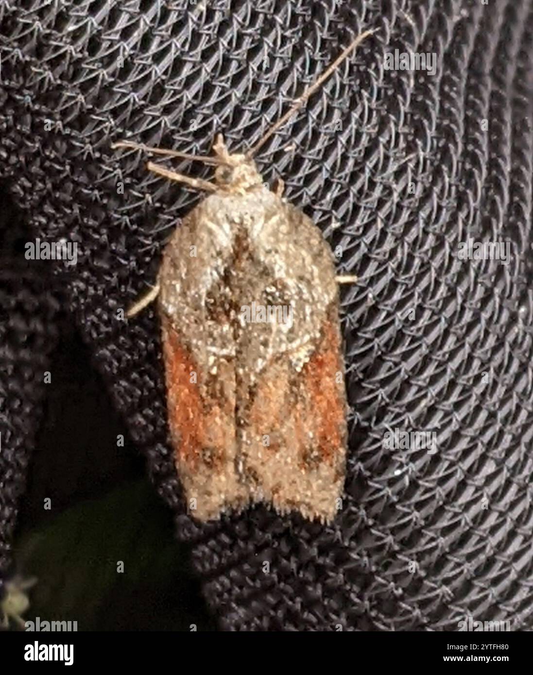 Robinson's Acleris Moth (Acleris robinsoniana Stock Photo - Alamy