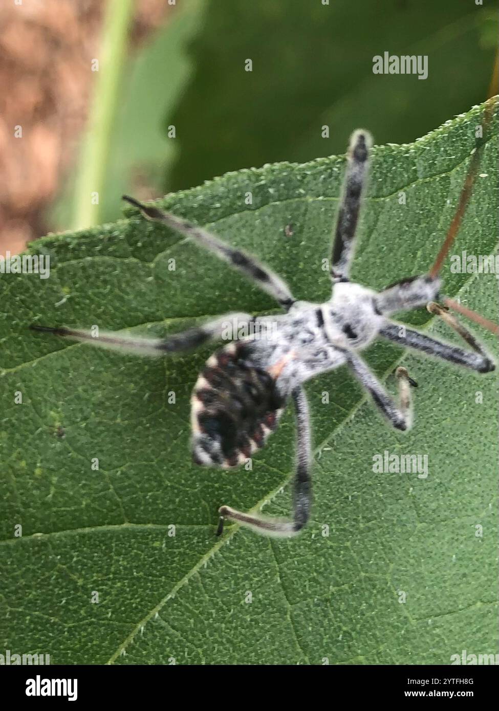 North American Wheel Bug (Arilus cristatus Stock Photo - Alamy