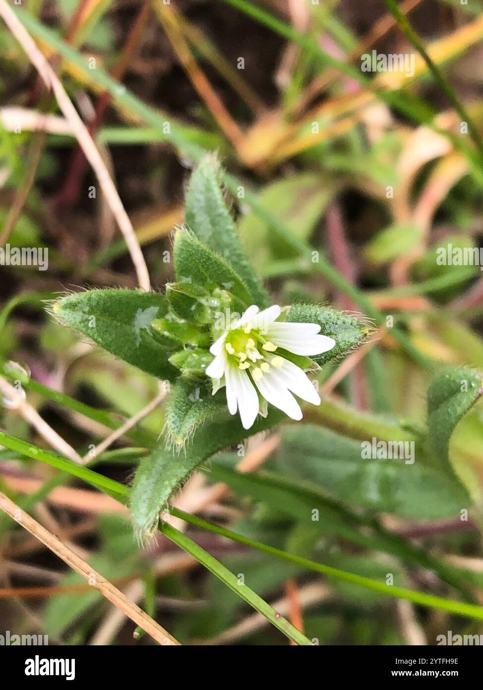 Common mouse-ear chickweed (Cerastium fontanum Stock Photo - Alamy