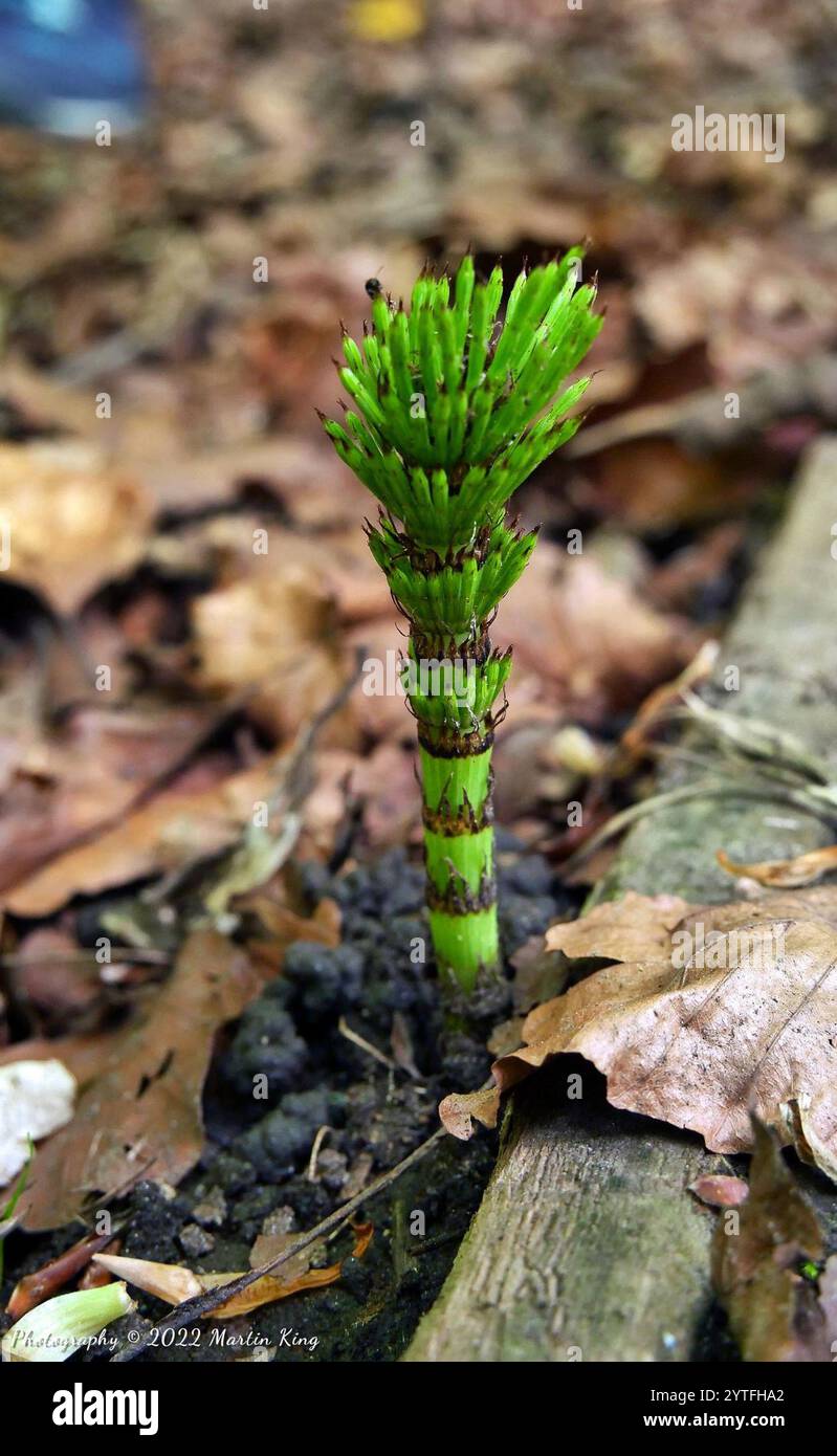 great horsetail (Equisetum telmateia Stock Photo - Alamy