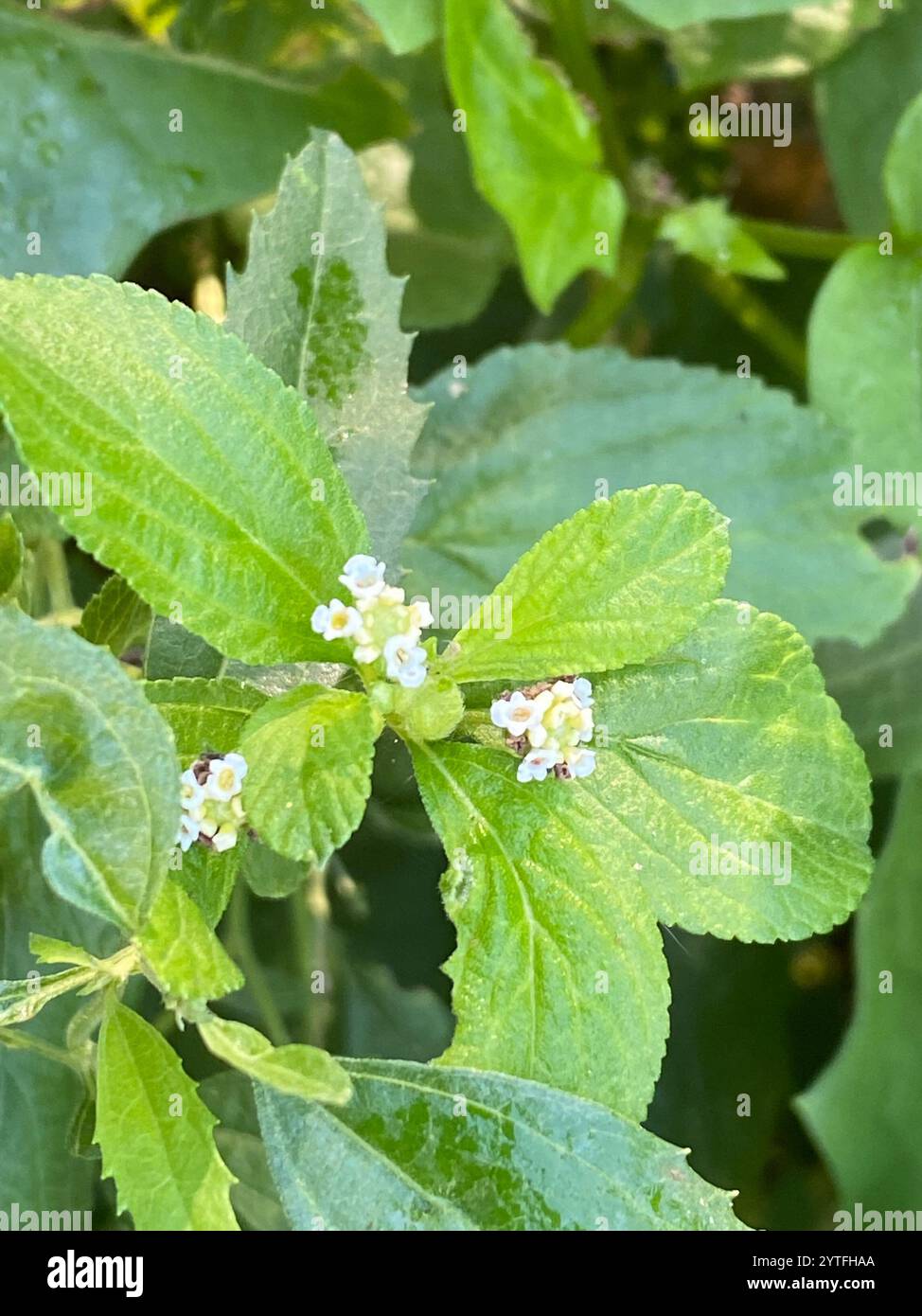 Fever Tea (Lippia javanica Stock Photo - Alamy