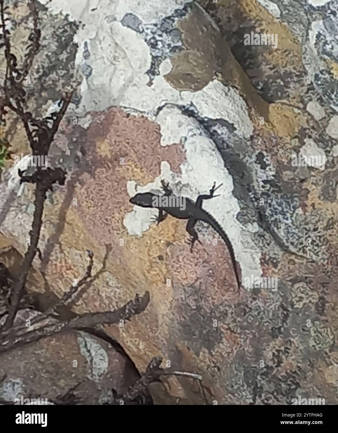 Black Girdled Lizard (Cordylus niger Stock Photo - Alamy