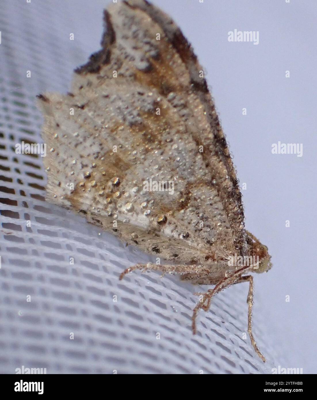 Sharp-angled Peacock Moth (Macaria alternata Stock Photo - Alamy