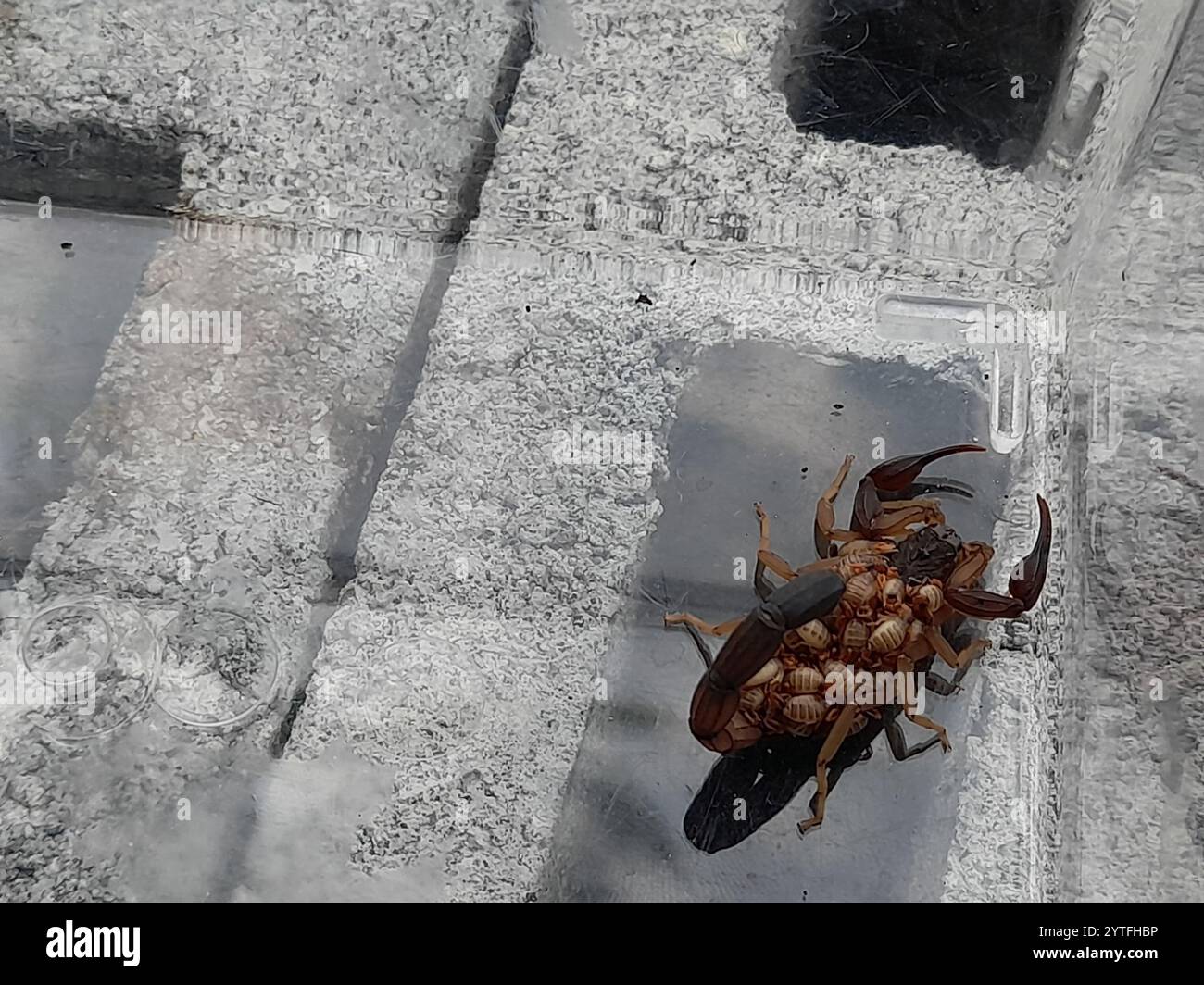 Edward's Bark Scorpion (Centruroides edwardsii Stock Photo - Alamy