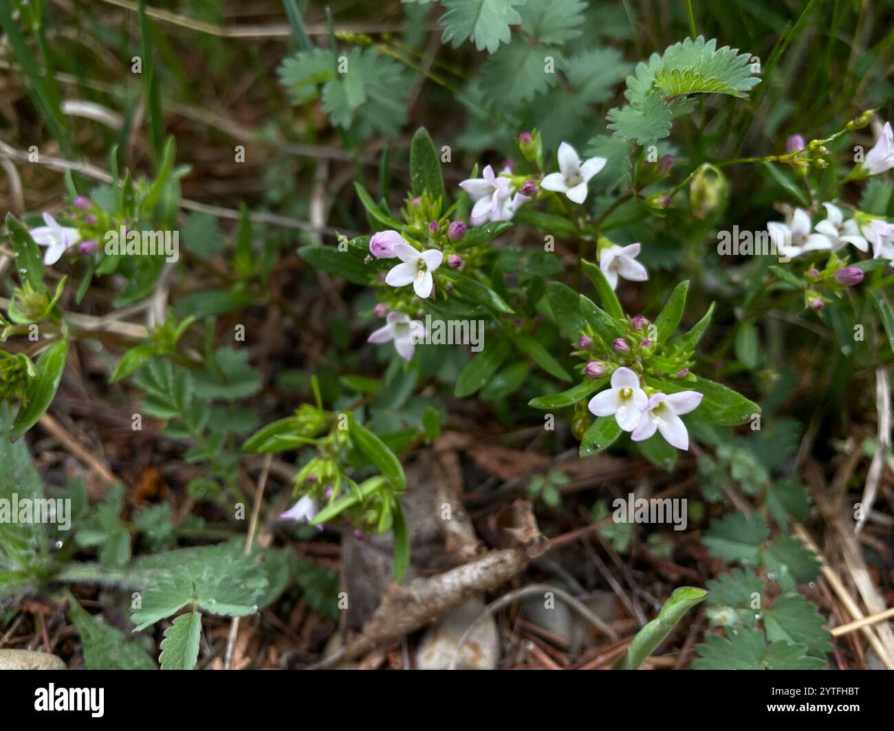 Long leaved houstonia hi-res stock photography and images - Alamy