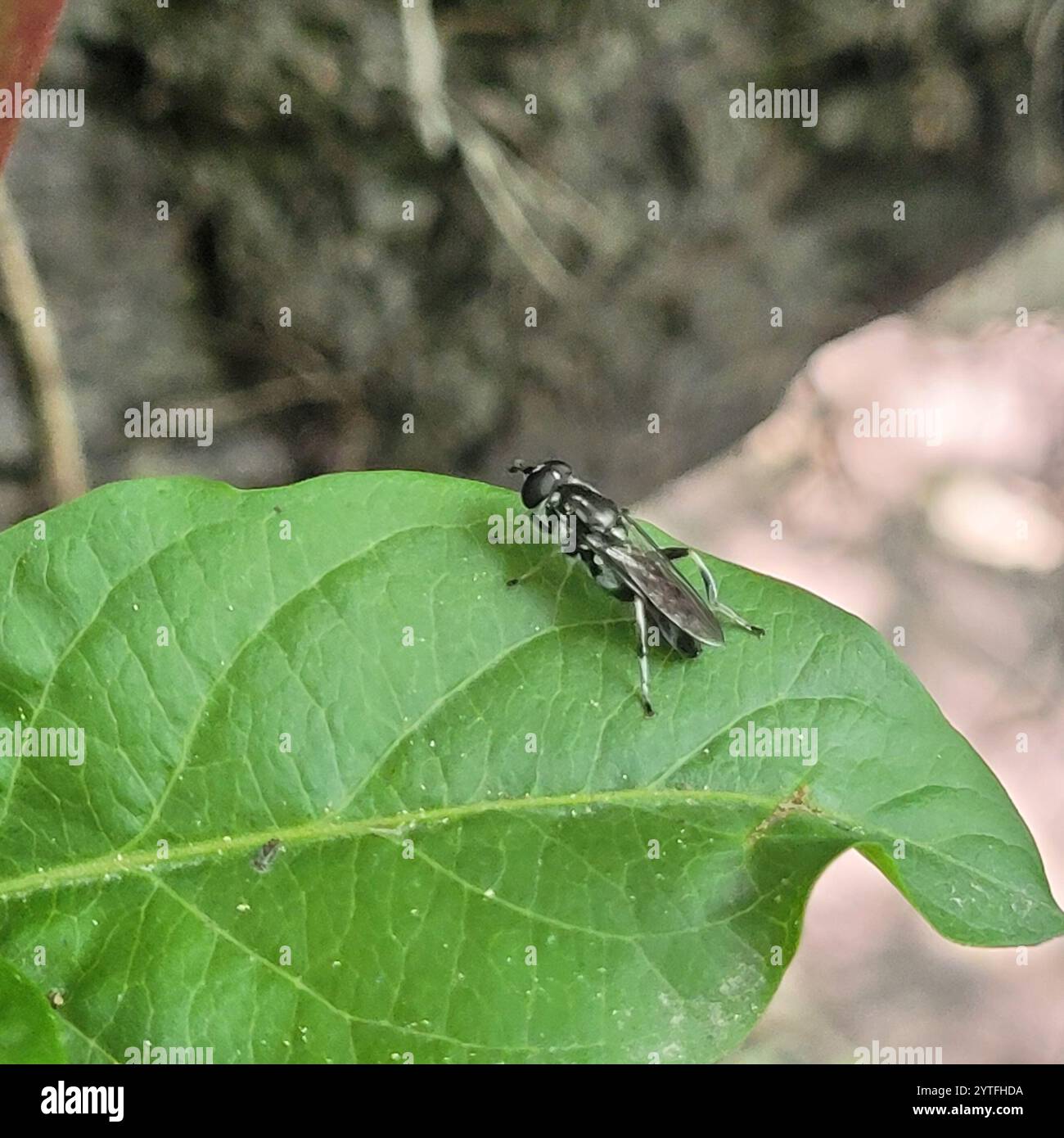 Leafwalkers and Forest Flies (Xylota Stock Photo - Alamy