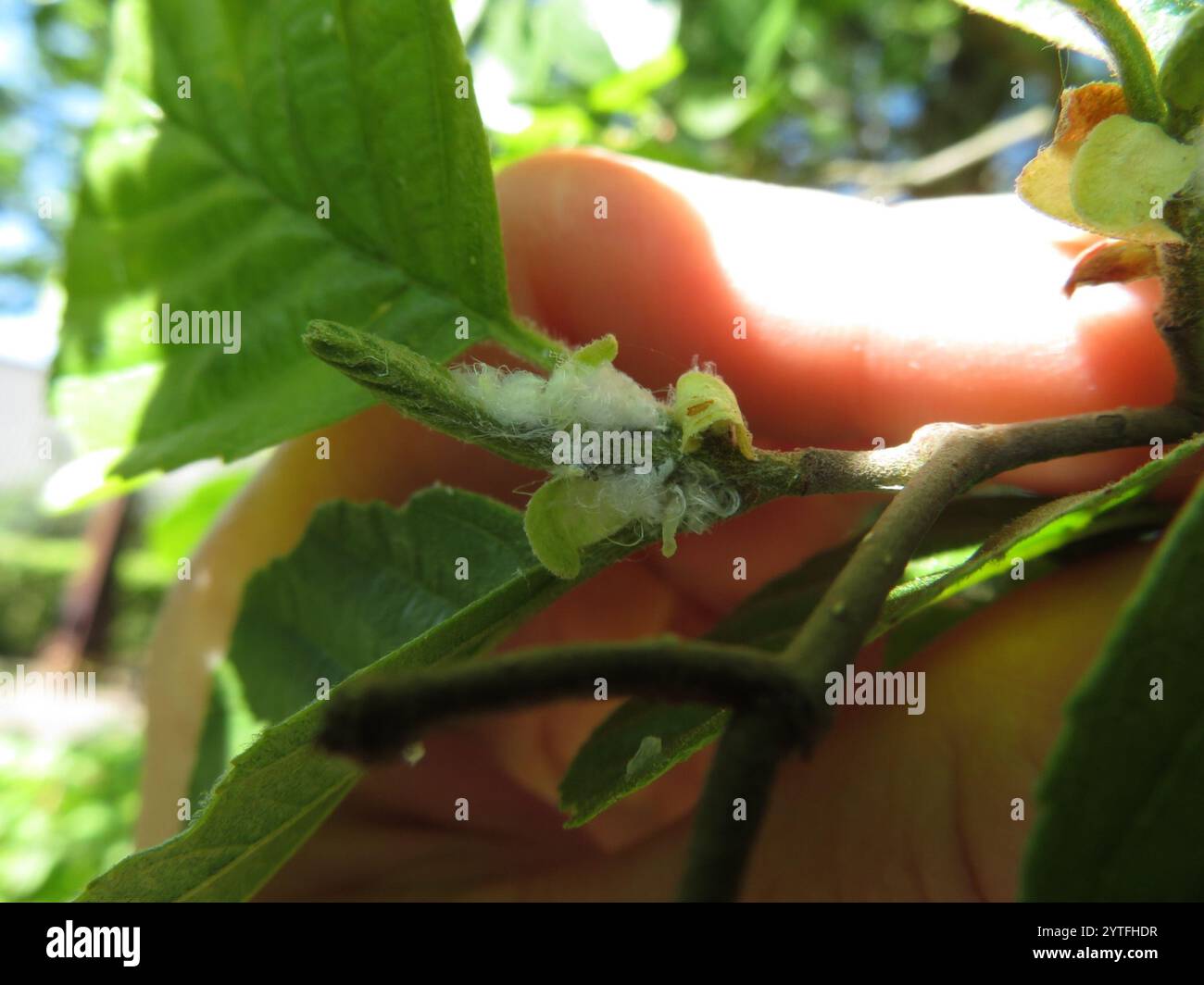 Psylloidea hi-res stock photography and images - Alamy