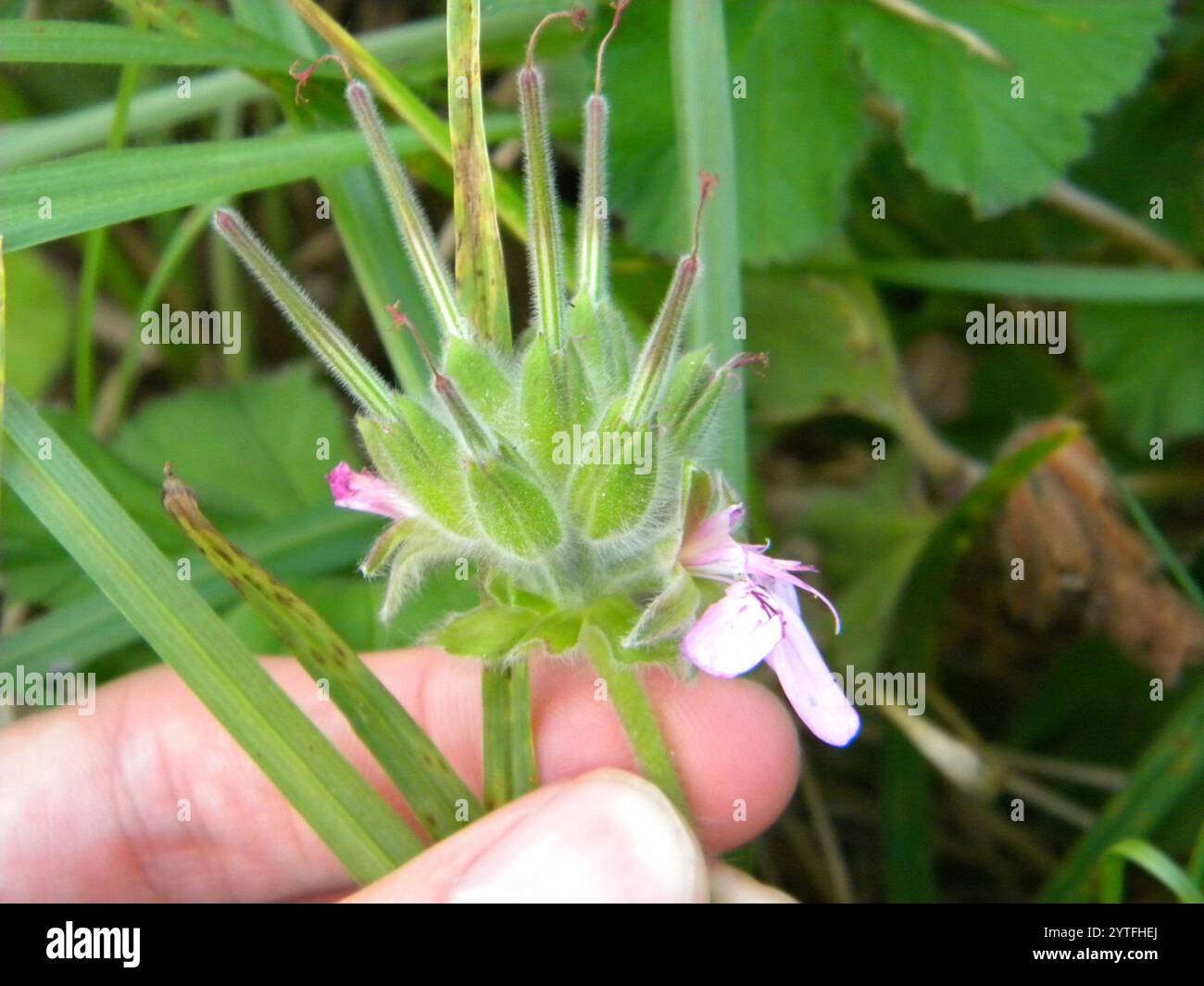 rose-scented geranium (Pelargonium capitatum Stock Photo - Alamy