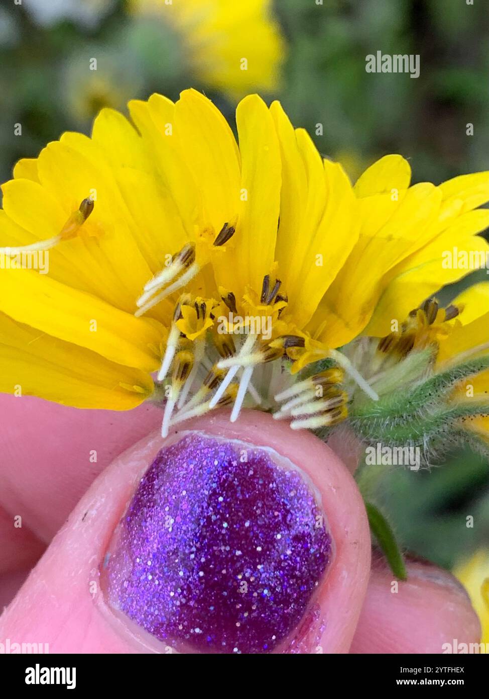 Common Madia (Madia elegans Stock Photo - Alamy