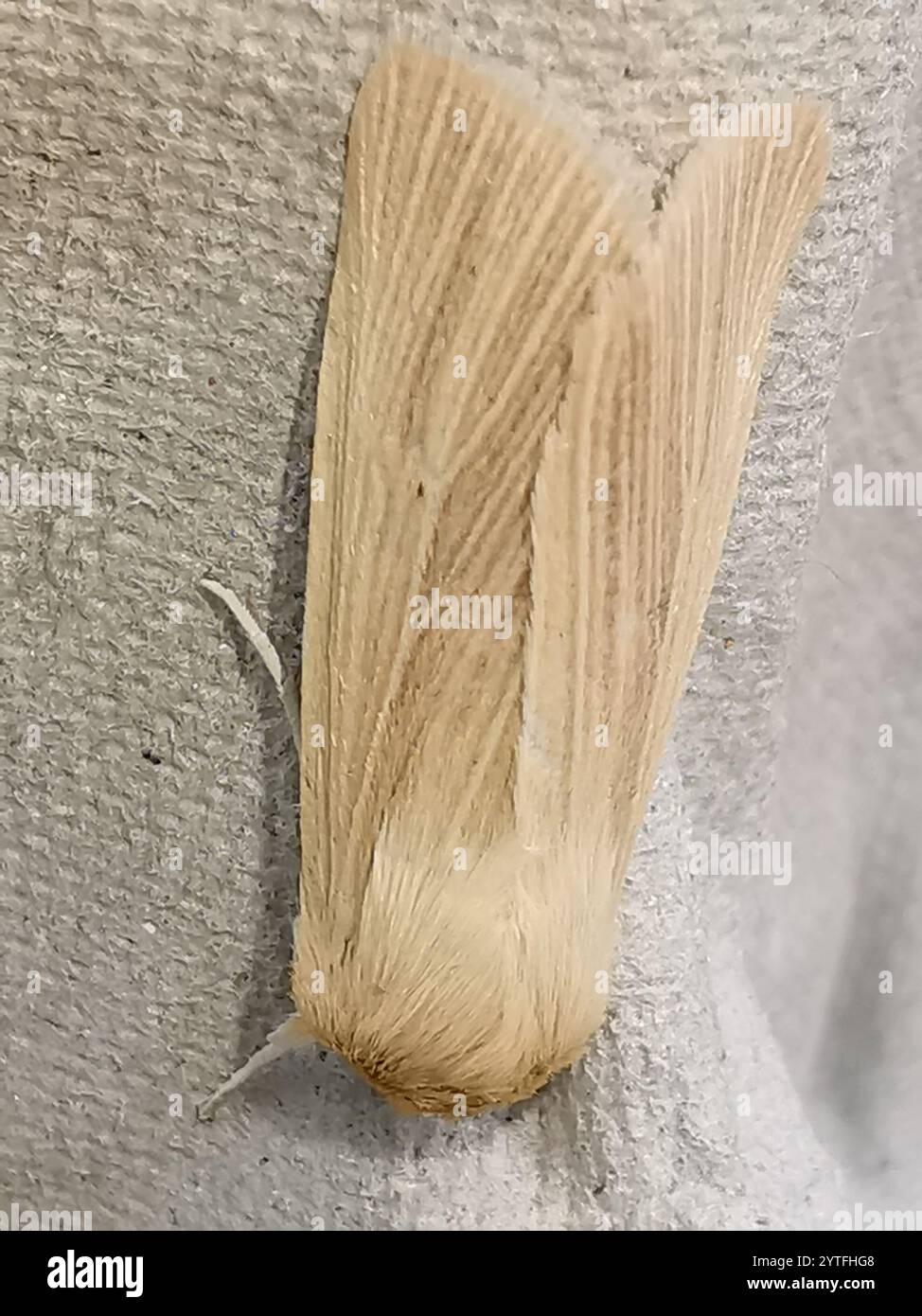 Common Wainscot (Mythimna pallens Stock Photo - Alamy