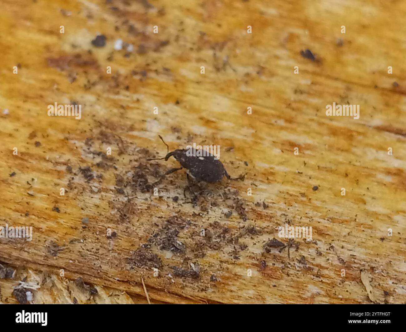 Punctiger hi-res stock photography and images - Alamy