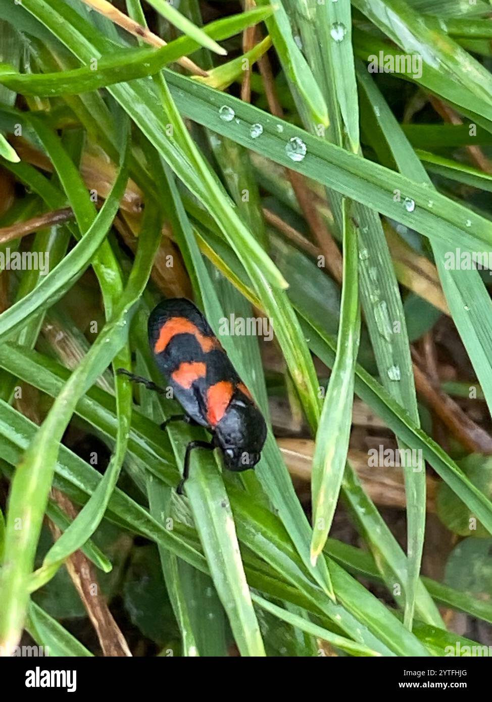 Common Froghopper (Cercopis vulnerata Stock Photo - Alamy