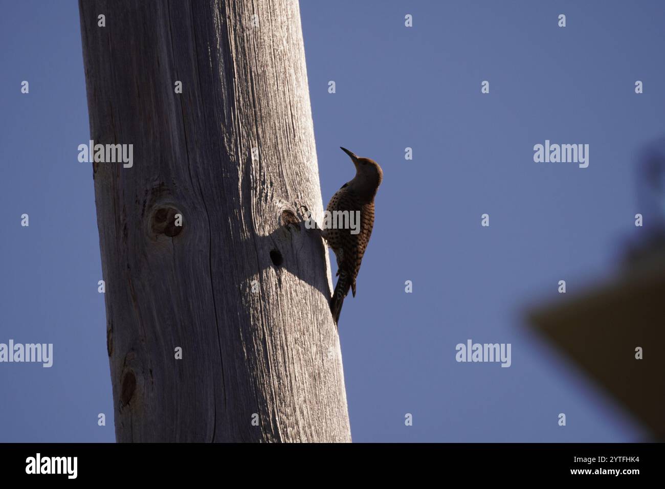 Northern Flicker (Colaptes auratus Stock Photo - Alamy