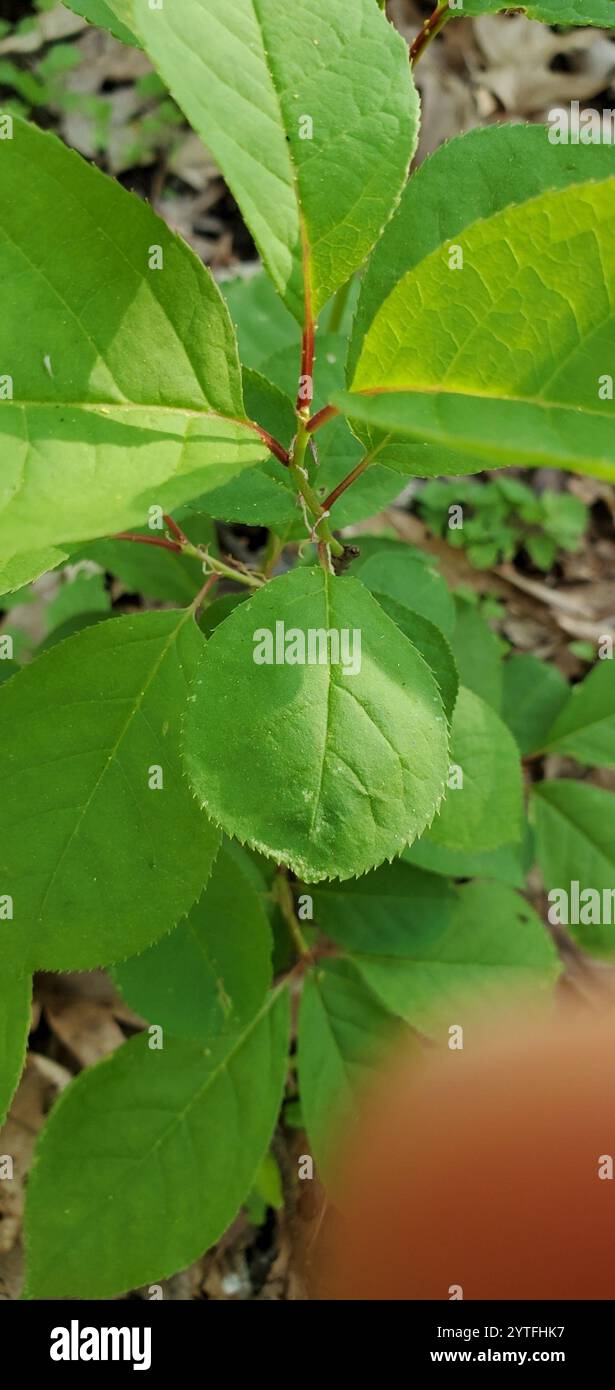 chokecherry (Prunus virginiana Stock Photo - Alamy