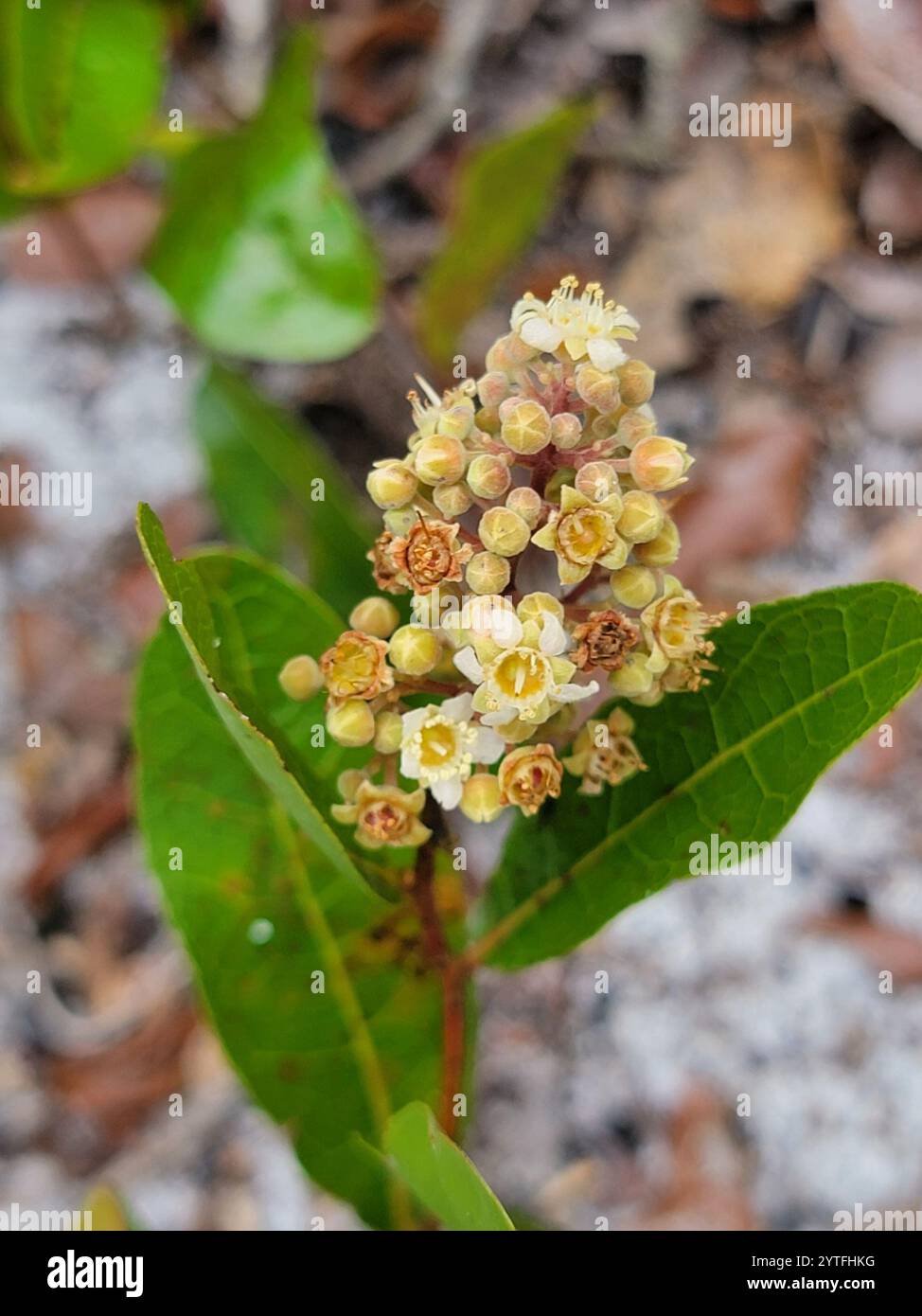Gopher apple (Geobalanus oblongifolius Stock Photo - Alamy
