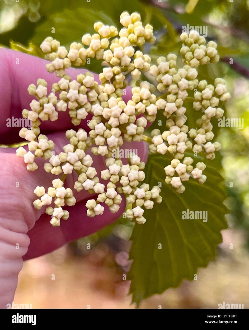 northern arrowwood (Viburnum recognitum Stock Photo - Alamy
