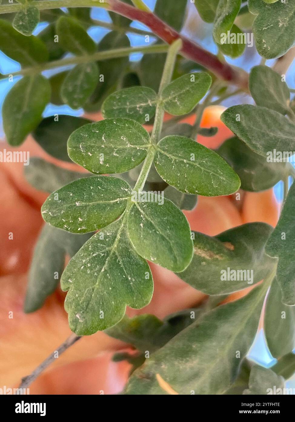 Baja Elephant Tree (Pachycormus discolor Stock Photo - Alamy