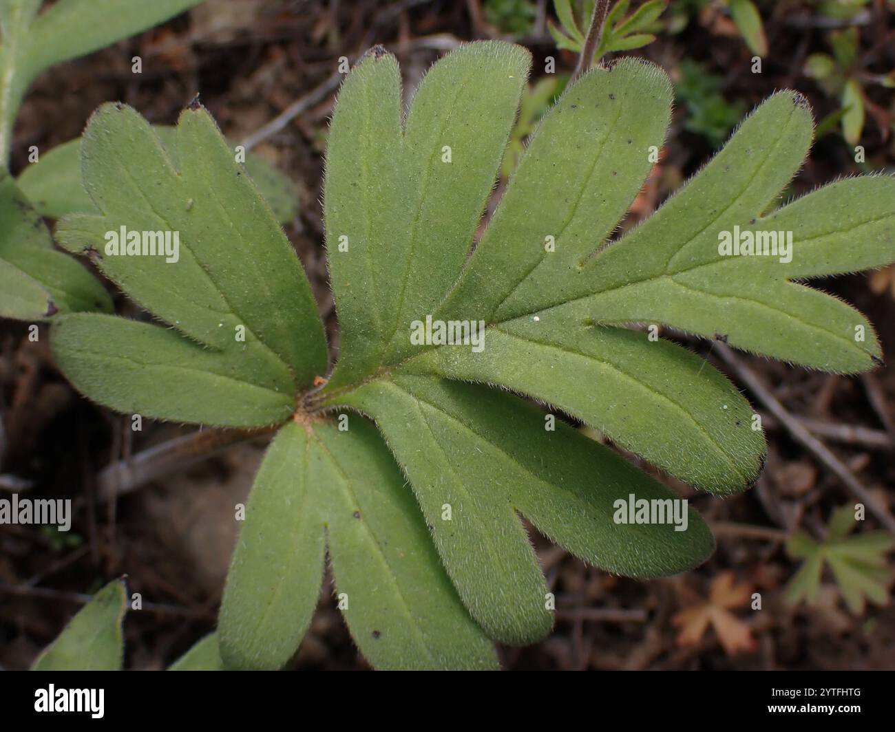Hydrophyllum capitatum waterleaf hi-res stock photography and images ...