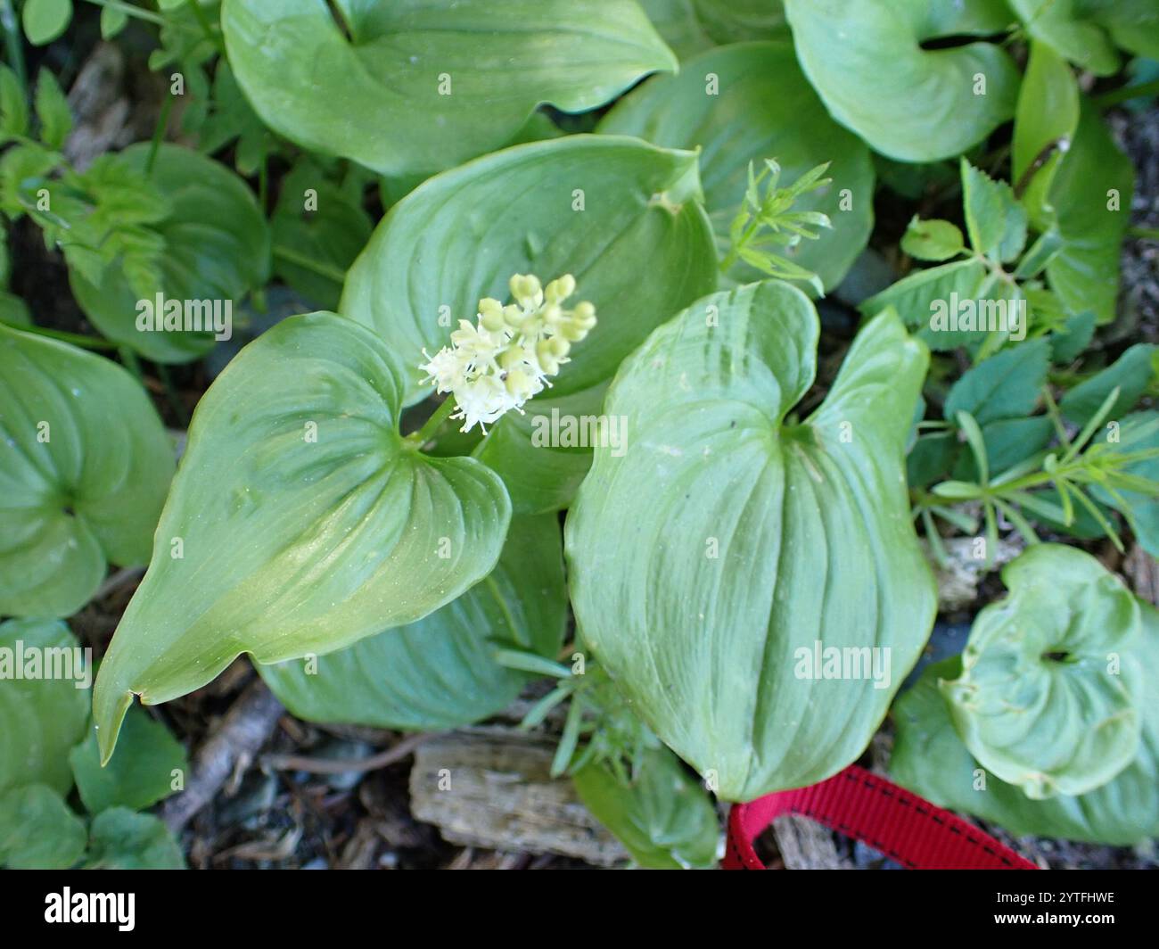 Western Lily of the Valley (Maianthemum dilatatum Stock Photo - Alamy