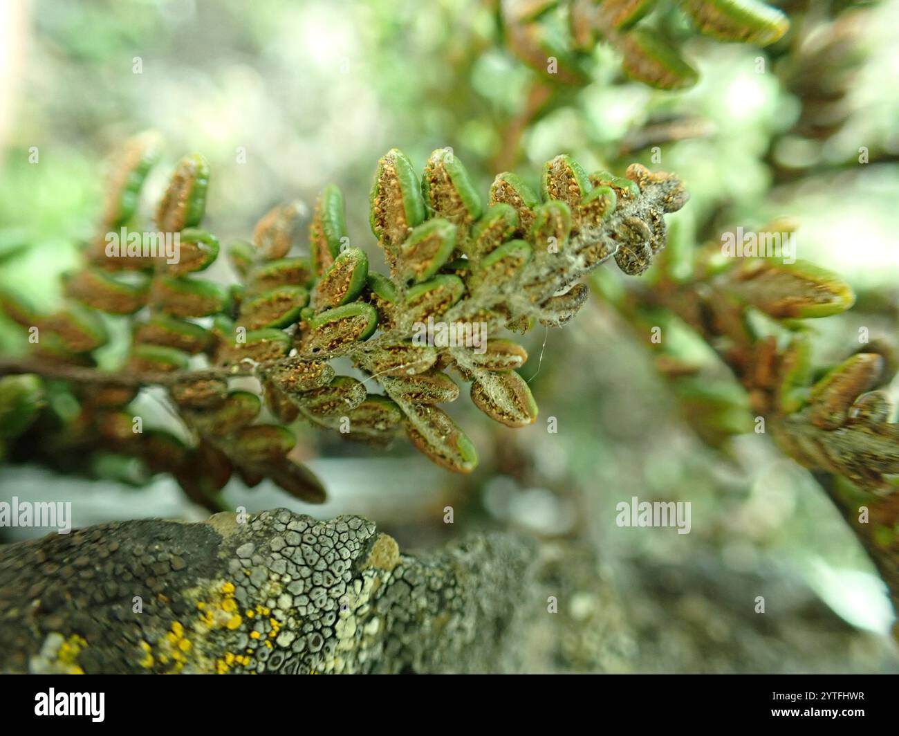 lace lip fern (Myriopteris gracillima Stock Photo - Alamy