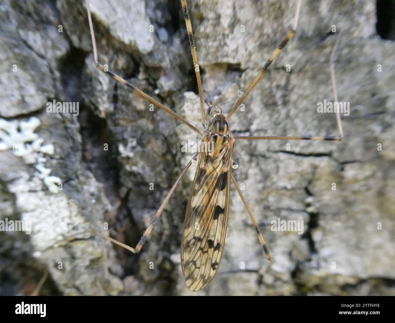 Crane Flies (Tipulomorpha Stock Photo - Alamy