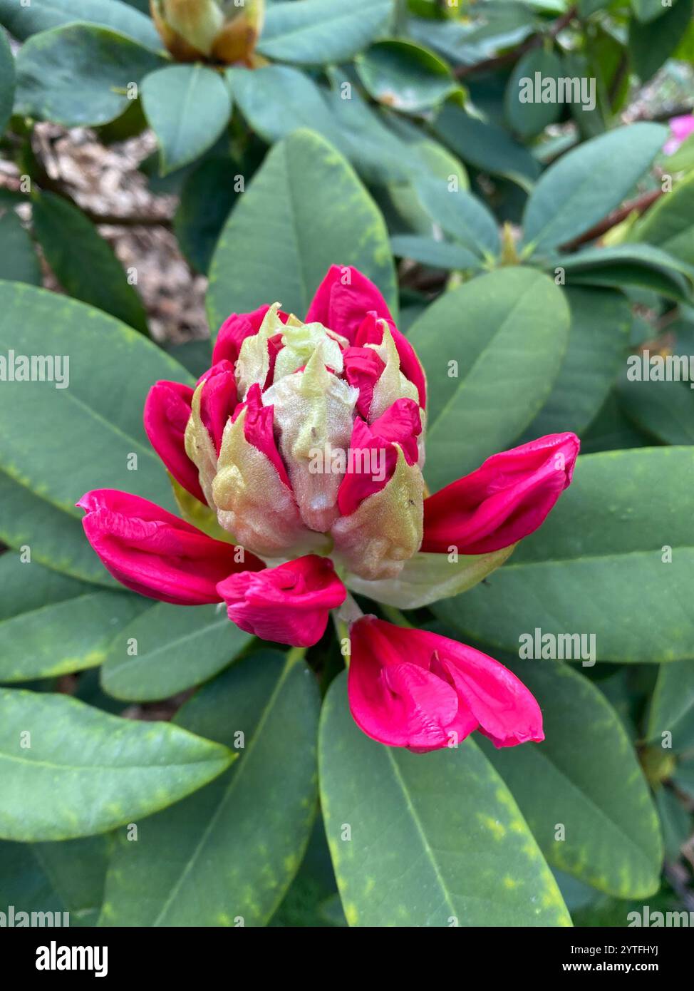 Common Rhododendron (Rhododendron ponticum Stock Photo - Alamy