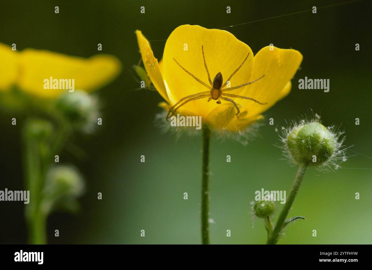 Running Crab Spiders (Philodromus Stock Photo - Alamy
