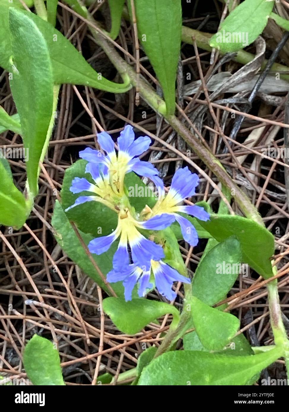 Dune fan flower hi-res stock photography and images - Alamy