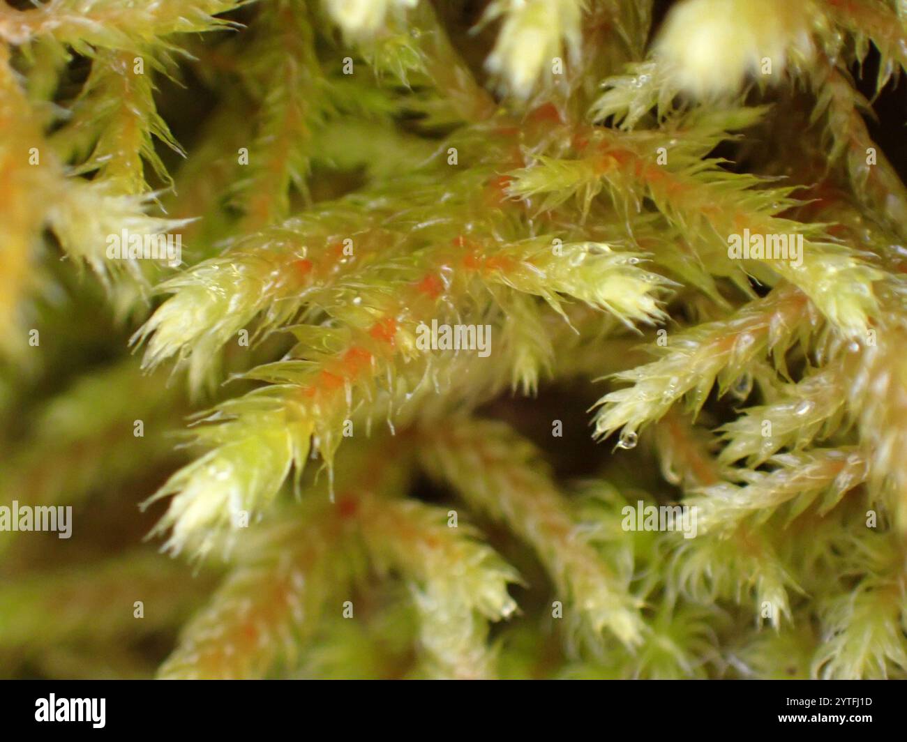 Pendulous Wing-moss (Antitrichia curtipendula Stock Photo - Alamy