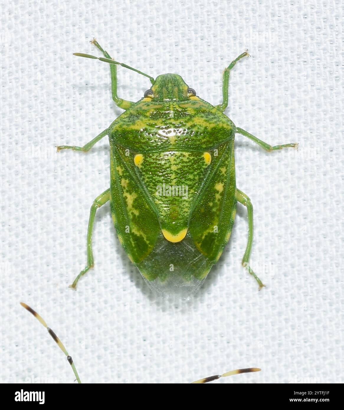 Juniper Stink Bug (Banasa euchlora Stock Photo - Alamy