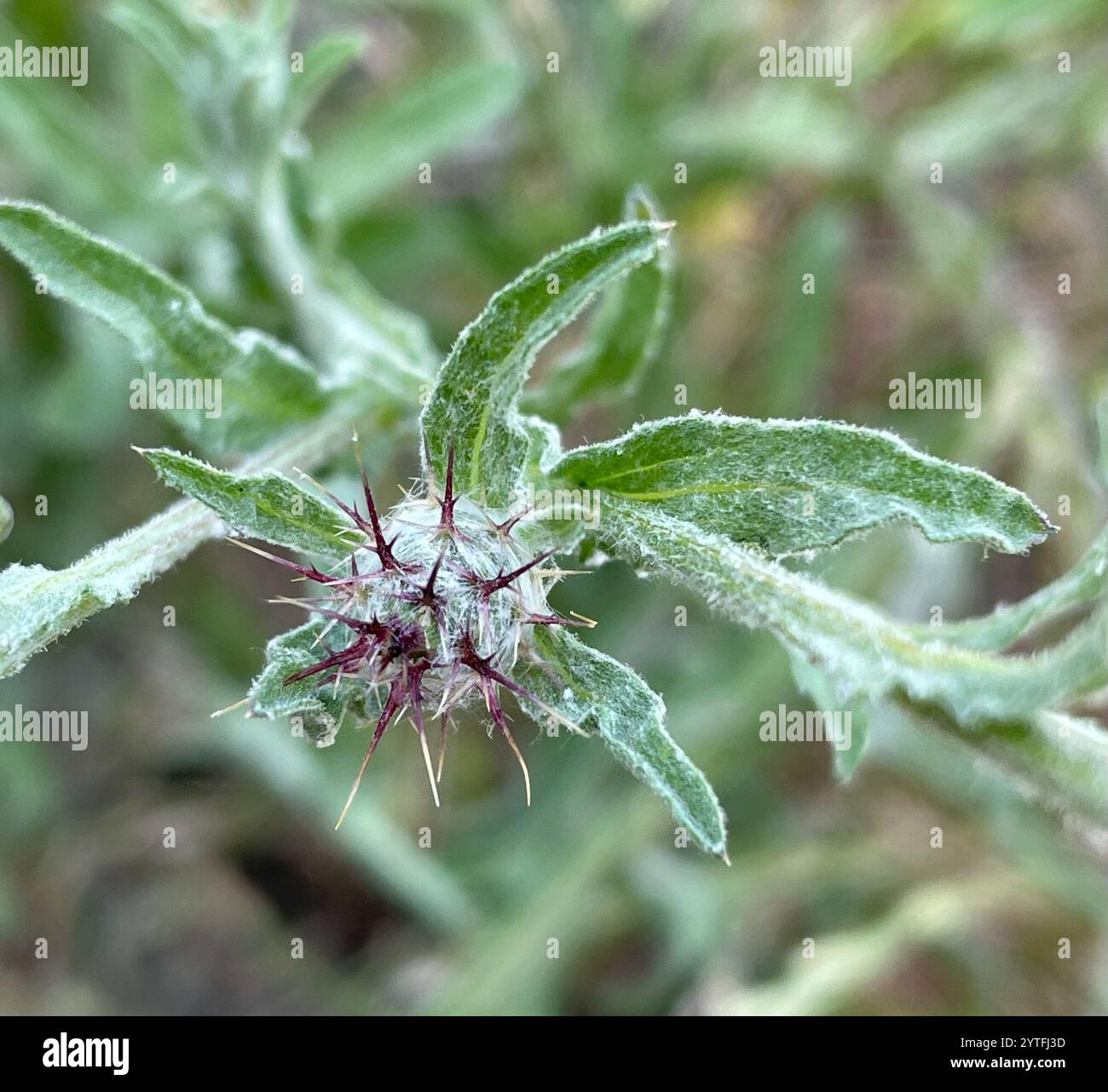 Maltese star-thistle (Centaurea melitensis Stock Photo - Alamy