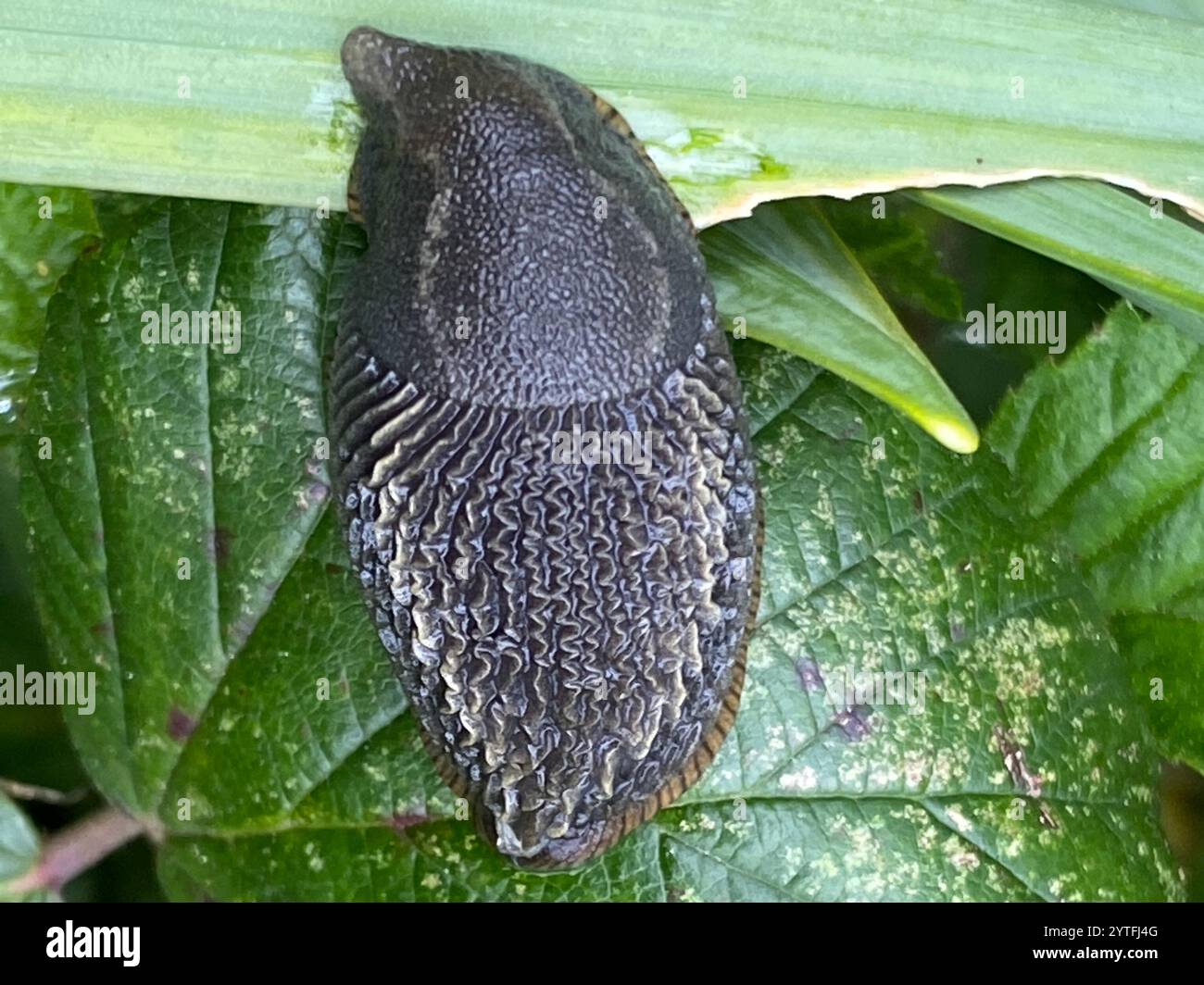 Spanish Slug (Arion vulgaris Stock Photo - Alamy