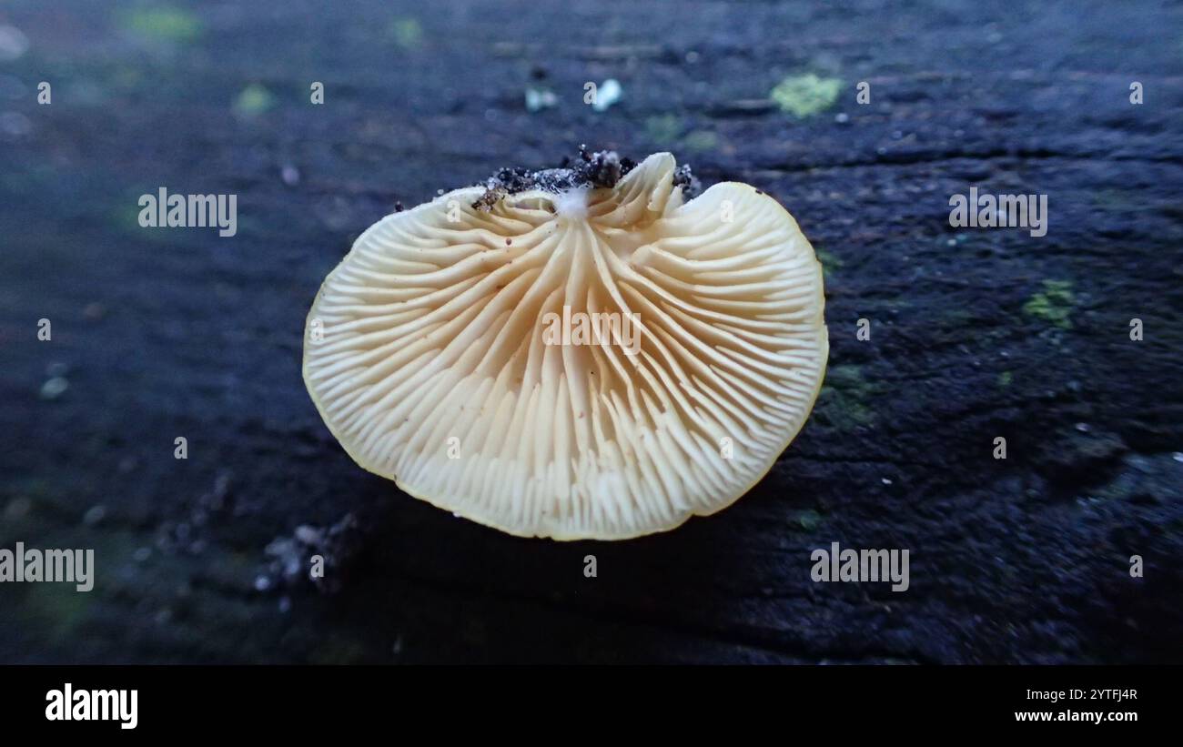 Variable Oysterling (Crepidotus variabilis Stock Photo - Alamy