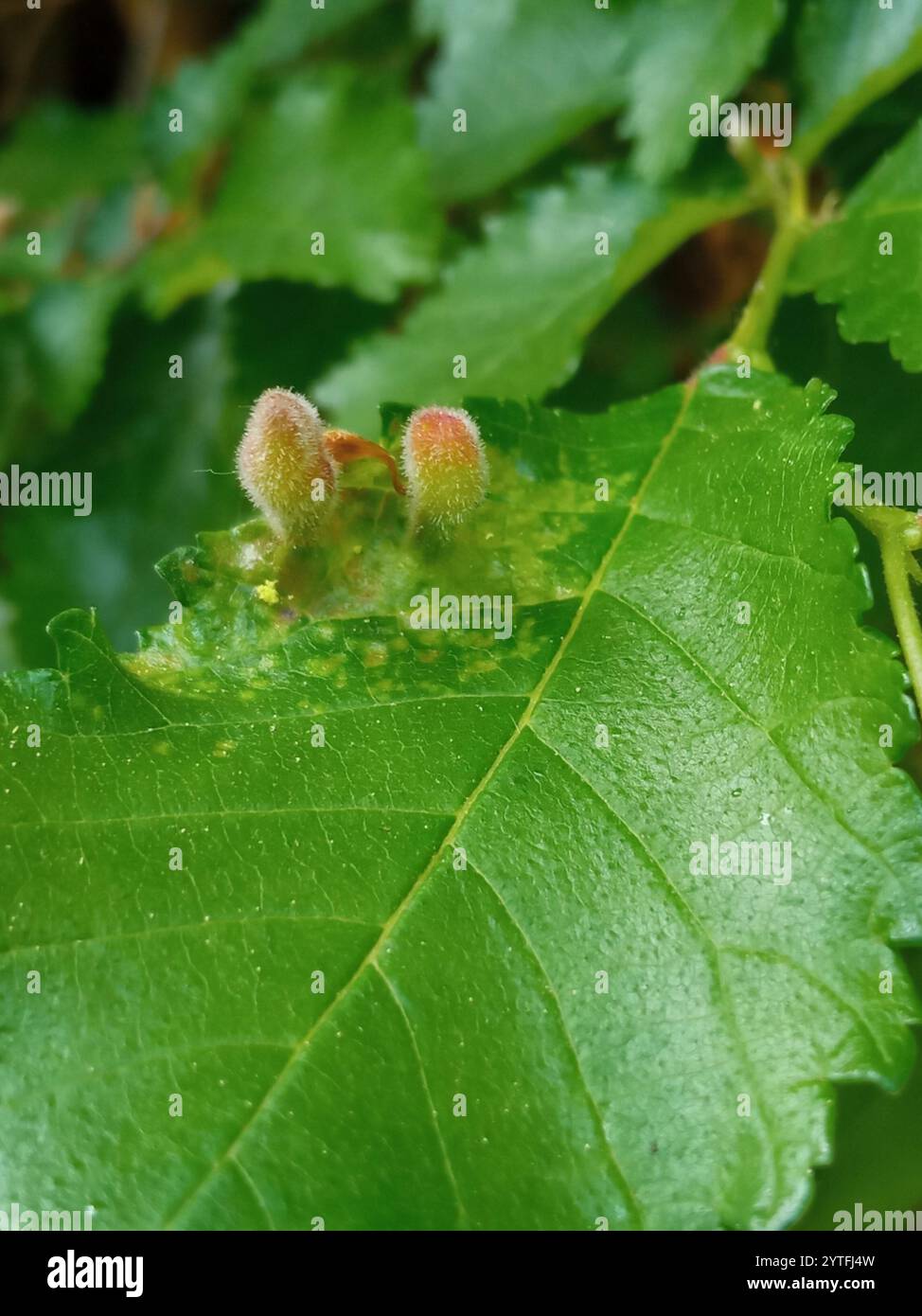 Rice Root Aphid (Tetraneura akinire Stock Photo - Alamy