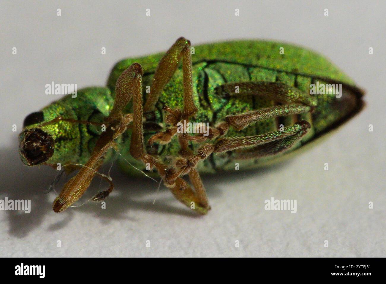 Green Immigrant Leaf Weevil (Polydrusus formosus Stock Photo - Alamy