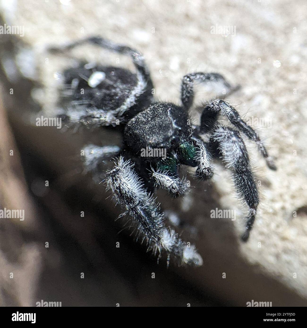 Bold Jumping Spider (Phidippus audax Stock Photo - Alamy