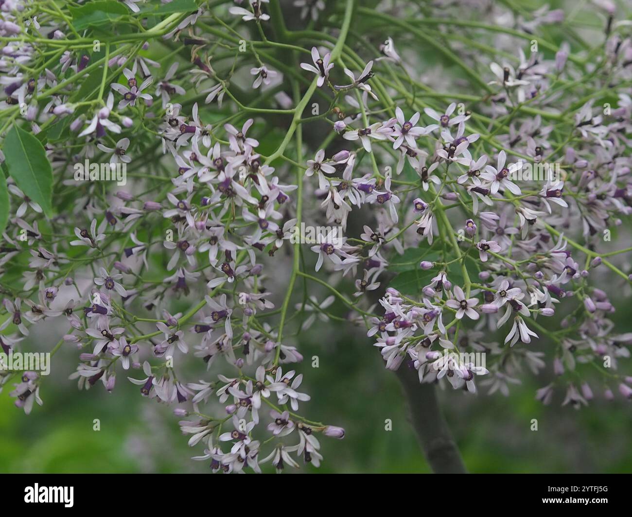 Chinaberry (Melia azedarach Stock Photo - Alamy