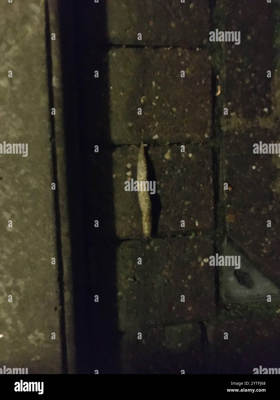 Green Cellar Slug (Limacus maculatus Stock Photo - Alamy