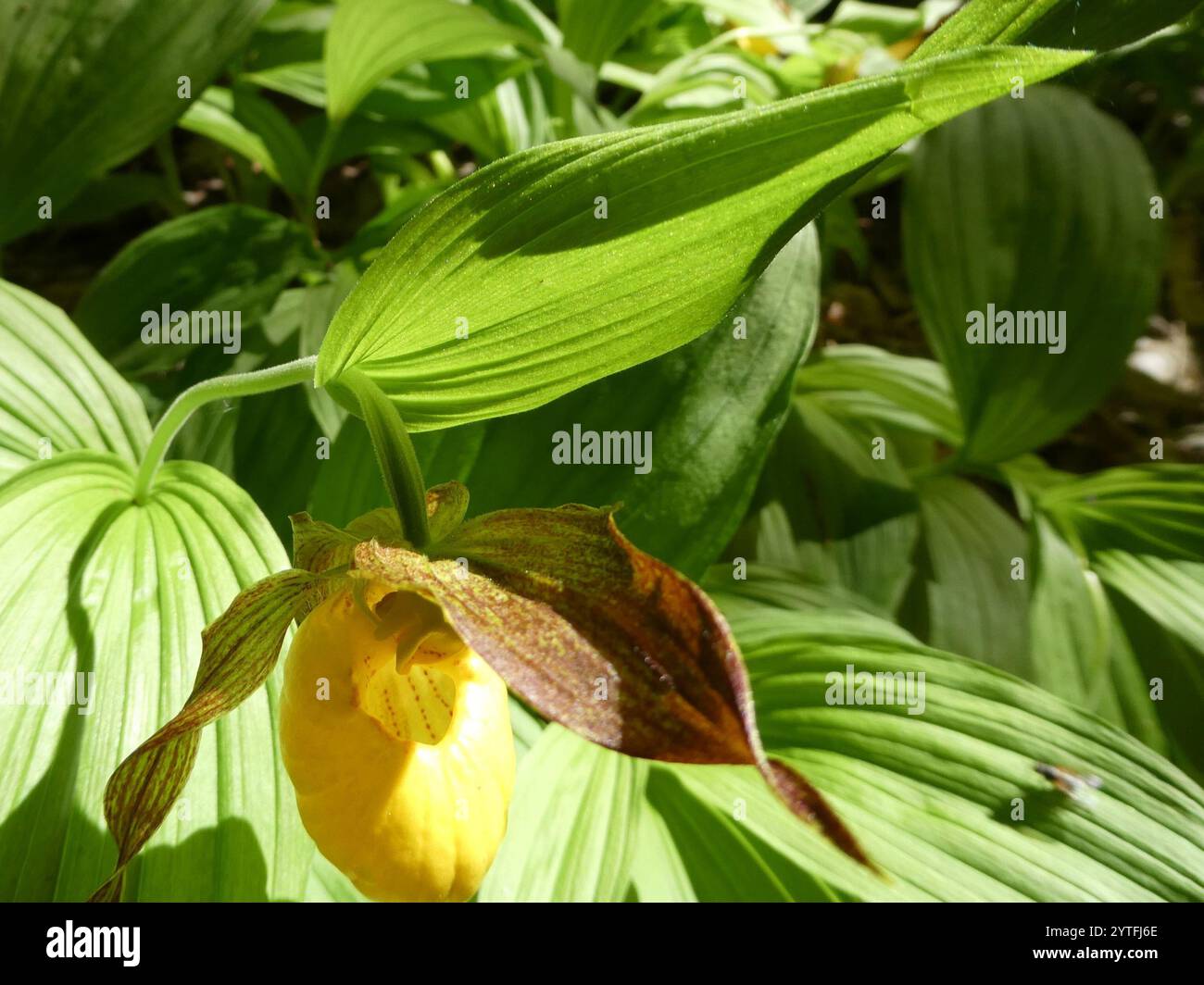 yellow lady's slipper (Cypripedium parviflorum Stock Photo - Alamy
